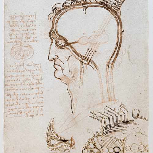 A cœur ouvert (Léonard de Vinci et l'anatomie - Château du Clos-Lucé ...